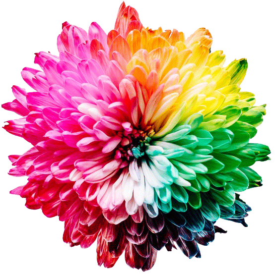 Ink Refill Service - Ink Plus